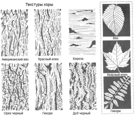 Как нарисовать структуру дерева