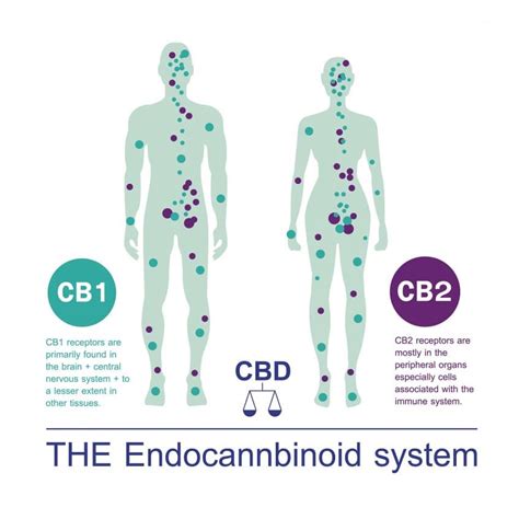 How Does Cbd Work Powered By Plants
