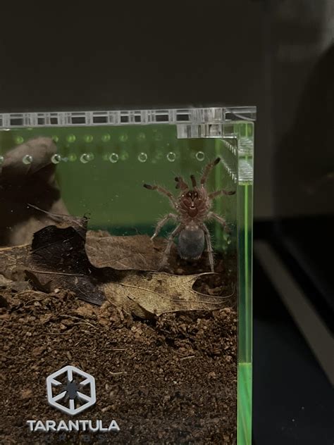 Too Small To Vent Sex R Tarantulas