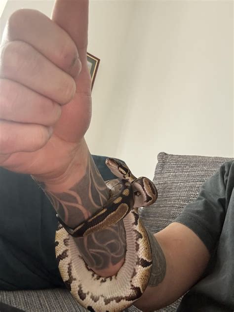 Why Wont My Python Eat R Ballpython