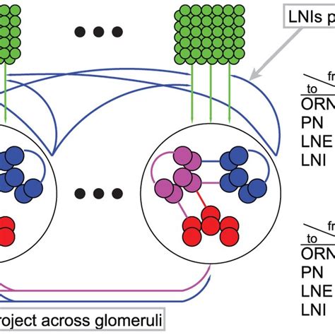 A Schematic Of The Large Scale Network Model Left The Network