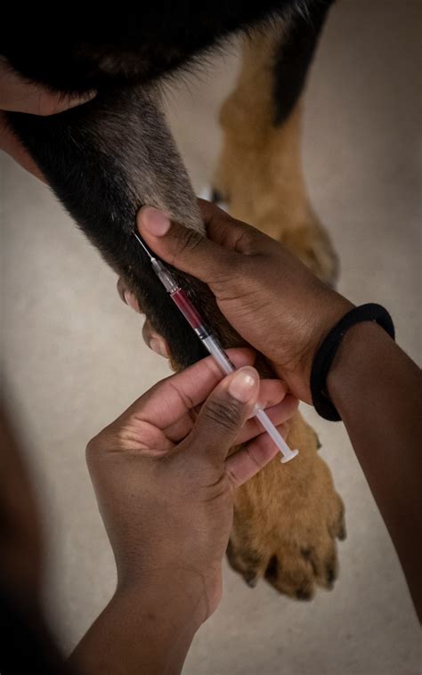Intravenous Injection Dog
