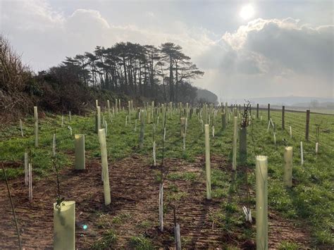 Native Schemes Ben Nock