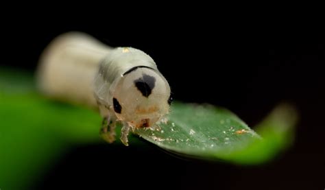 Sawfly Larva Scrolller