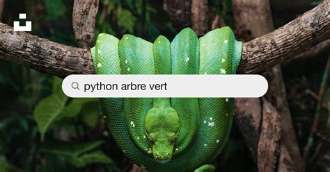 Python Arbre Vert Photos Télécharger Des Images Gratuites Sur Unsplash