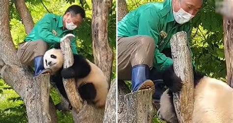 나무 위에 올라가 끝까지 안 내려가겠다 고집부려 사육사 할부지 고생 시킨 ‘장꾸 푸바오 영상 인사이트
