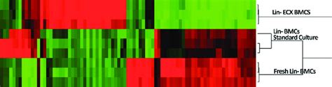 Microarray Analysis Of Different Cell Groups Hierarchical Clustering