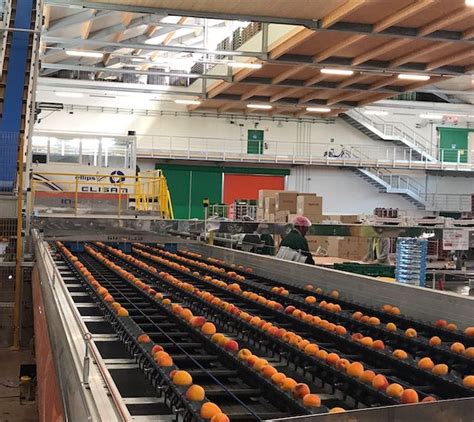 peach grading machine every peach counts ellips elisam