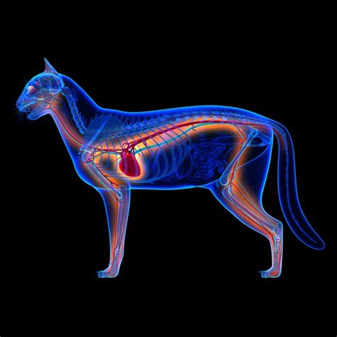 Corazón De Gato Anatomía Del Sistema Circulatorio Aislado En Negro 2025