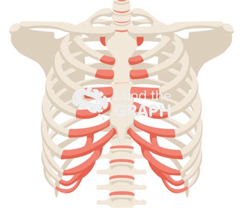 Free Sternal Fracture Icons Symbols Pictures And Images Mind The Graph