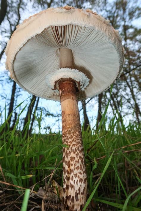 Drum Mallet Detail Close Up Nature Natural Composition Poisonous Stock