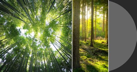 List Random Forest Curated By Abhishek Jaiswal Medium