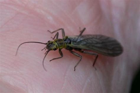 Unidentified Winged Bug Bugguidenet