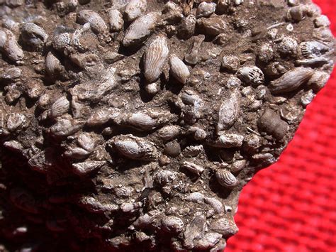 Kansas Pennsylvanian Fusulinids Of Mysterious Geologic Derivation Member Collections The Kansas Pennsylvanian Fusulinids Of Mysterious Geologic Derivation Member Collections The