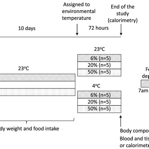 Experimental Design Timeline Download Scientific Diagram