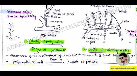 Class 17 Unit Iii Polymorphism 🔥 Youtube