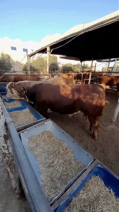 مزارع عجول صلي على النبي عجول وزن ثقيل عجول ٢٠٢٣ Youtube