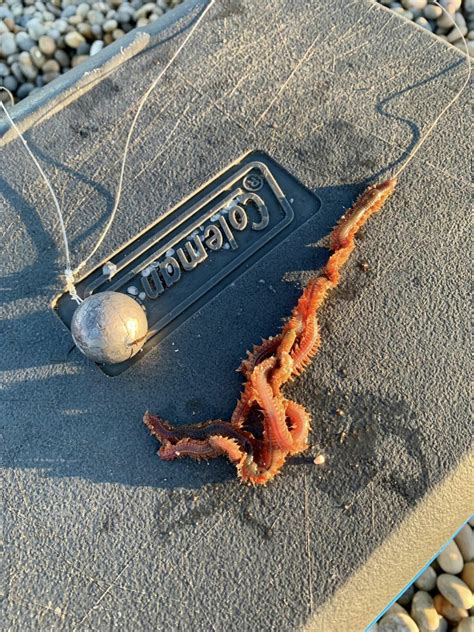 Targeting Flounder A Basic Guide Veals Mail Order