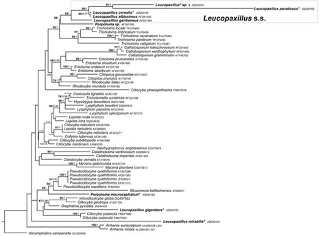 maximum likelihood phylogram obtained from the lsu sequence dataset