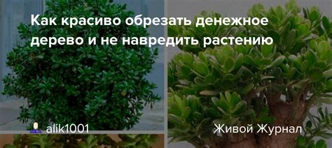 Как красиво обрезать денежное дерево и не навредить растению Alik1001 — Livejournal