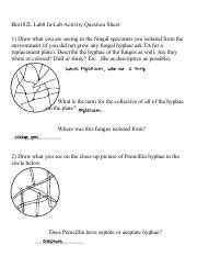 Lab InLab Question Sheet Pdf Bio L Lab In Lab Activity Question Sheet Draw What You Are