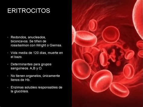 Repaso Sangre Y Hematopoyesis Sangre Tejido Conectivo Especializado