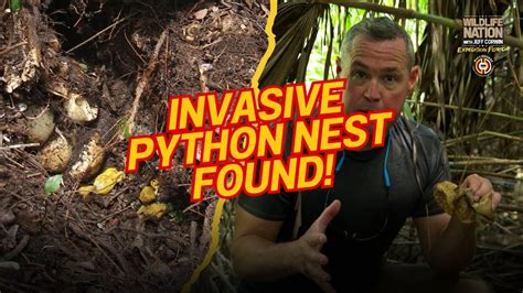 Jeff Corwin Discovers Invasive Python Nest In Florida Everglades Youtube