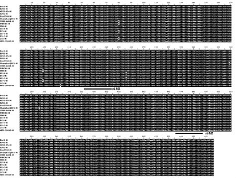 Sequence Alignment Of The M Genes Of Different Sars Cov Isolates Two