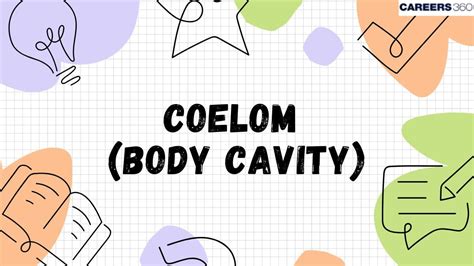 Coelom Definition Types Structure Coelomic Cavity Function
