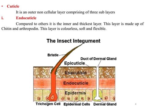 Insect Body Wall Its Structure Function And Molting Pptx