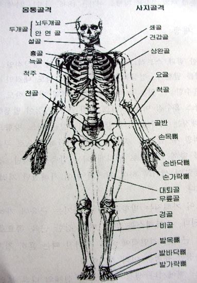 인체해부학 신용어 정리 골격 네이버 블로그
