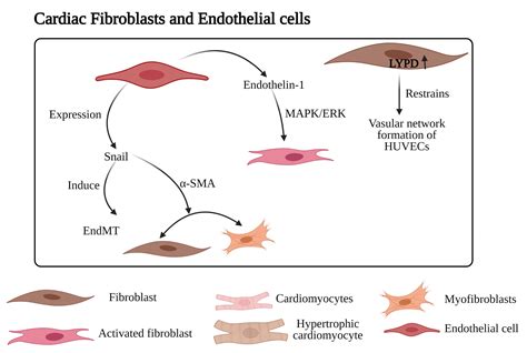 Frontiers The Roles Of Cardiac Fibroblasts And Endothelial 54 Off
