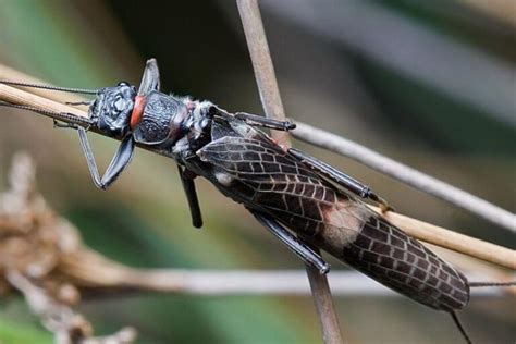 Top 9 Common Aquatic Insects Facts And Pictures Misfit Animals