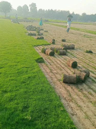Natural Green Bermuda Grass Roll For Garden 6 Feet At ₹ 4sq Ft In
