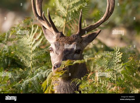 Detailed Front Close Up Of Uk Red Deer Stag Head With Antlers Cervus Elaphus Isolated Hiding