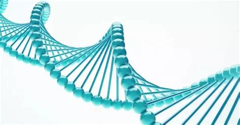 Gene Duplication Assignment Point