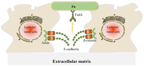 The Role Of Fusobacterium Nucleatum In Colorectal Cancer Cell Proliferation And Migration
