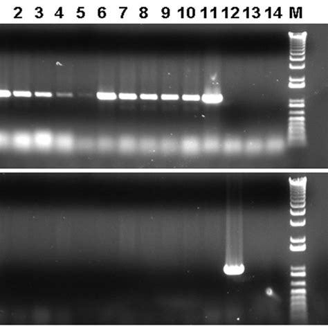 The PCR Fingerprints Using The M13 Primer Reveal The Similar Pattern Download Scientific