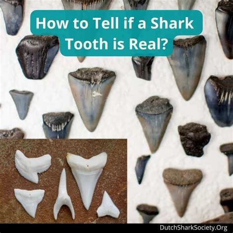 Ultimate Guide To Sharks Teeth Hunting At Myrtle Beach Dutch Shark