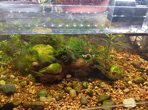 10 gallon sloped face tank r aquariums