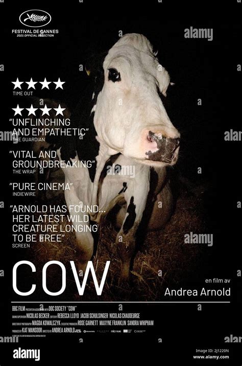 Cow Poster In Norwegian And English 2021 © Ifc Films Courtesy