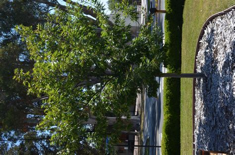 Is The Drought Causing More Trees To Fail A Plus Tree