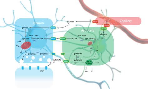 A Cellular Perspective On Brain Energy Metabolism And Functional