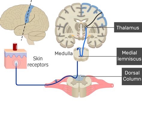 Primary Somatosensory Cortex Location And Function Getbodysmart