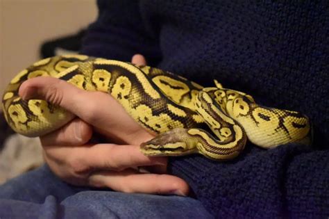 Ball Python Temperament Ball Python Breeder Uk
