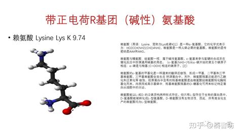 氨基酸结构式与分类 知乎