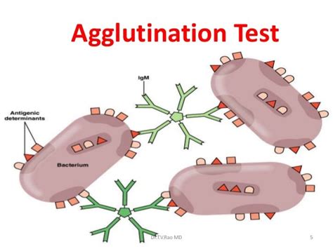 Agglutinazione Definizione Reazioni E Applicazioni Isnca