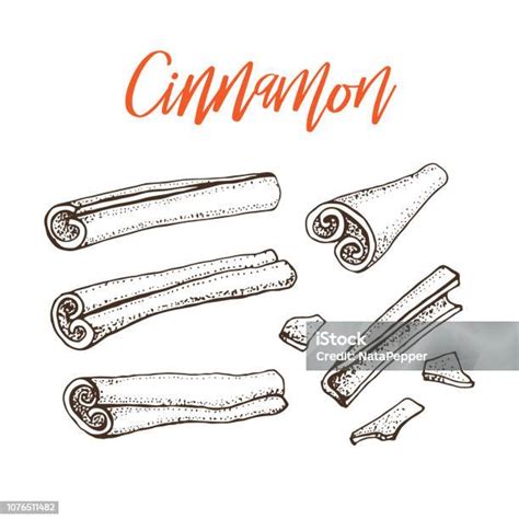 계 피 스틱 향기로운 향미료 세트의 그림을 벡터 계절 음식 그림 흰색 절연입니다 향신료와 맛의 손으로 그려진된 밑그림입니다 요리 및 Mulled 와인 성분입니다 가지 식물