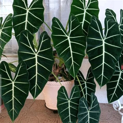 Alocasia Frydek Grow And Care Guide Plantcarefully