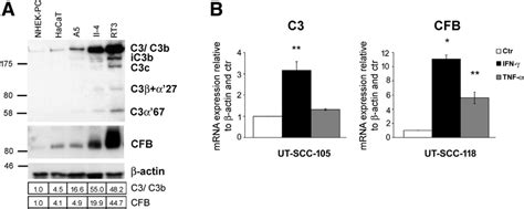 Regulation Of C3 And Complement Factor B Cfb Expression In Hacat And